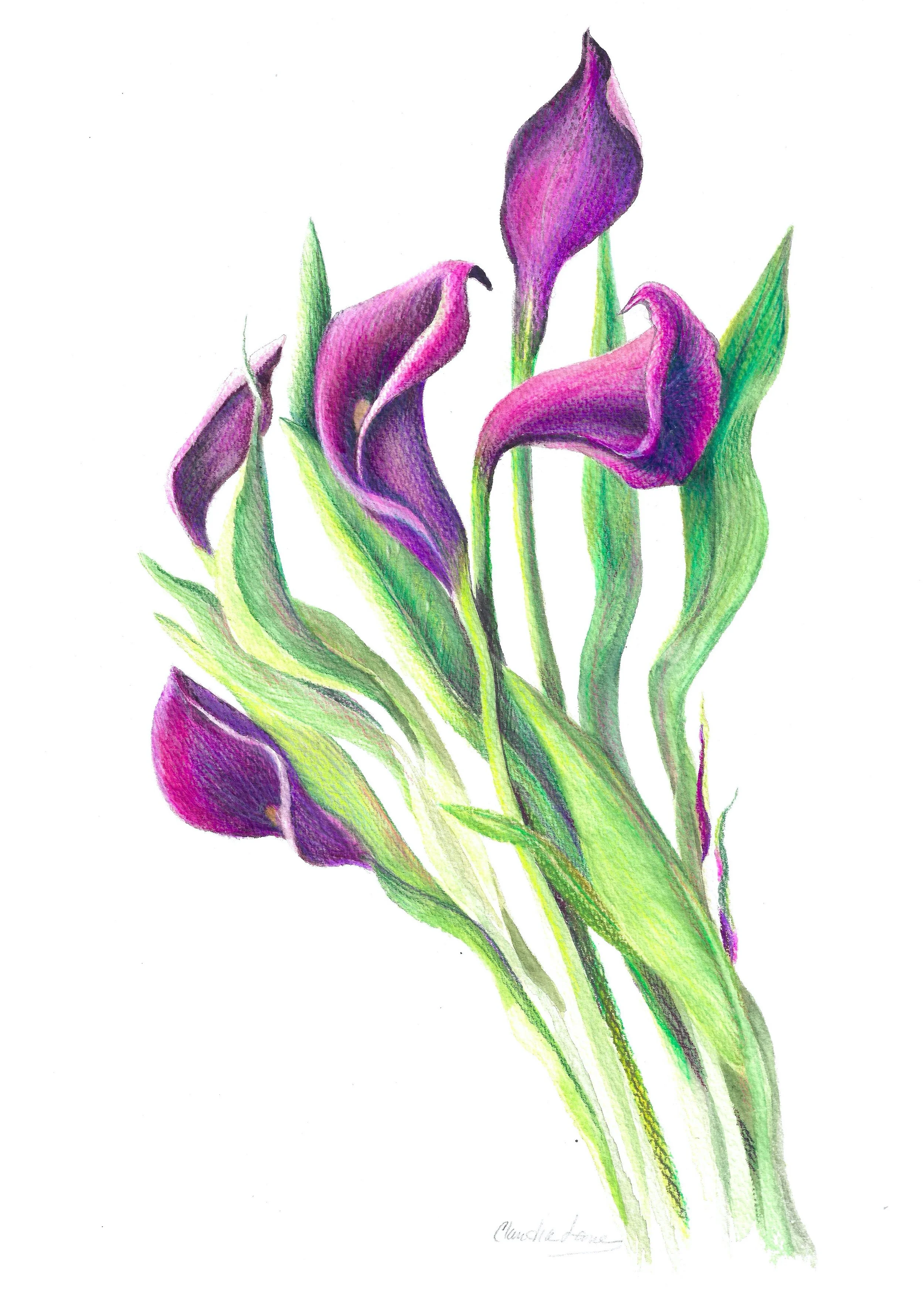 Purple Calla Lily Drawing