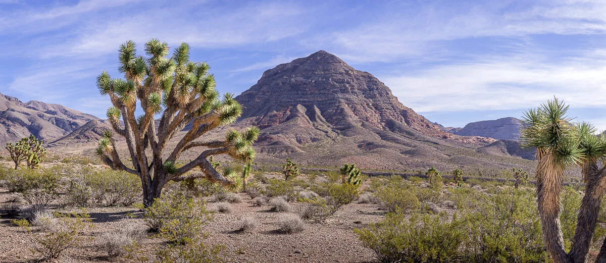 Joshua Tree National Natural Landmark — TrailDog Artisans Photography ...