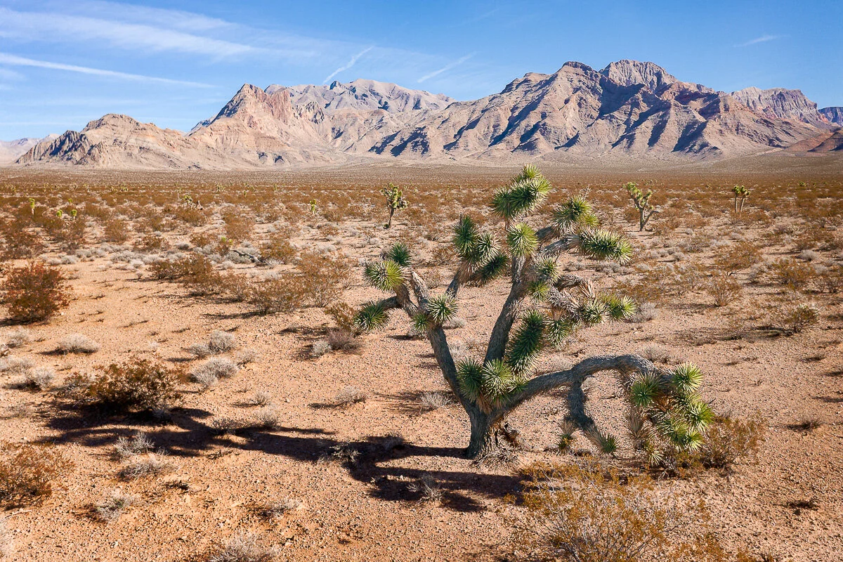 Joshua Tree National Natural Landmark — TrailDog Artisans Photography ...