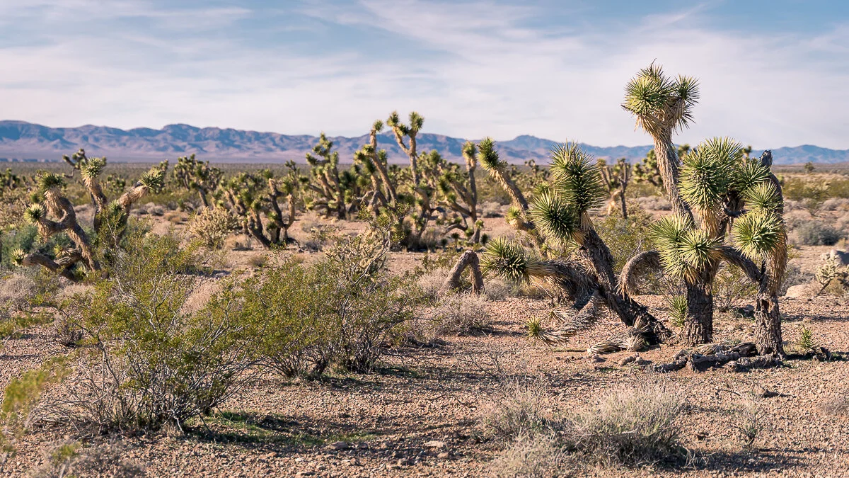 Joshua Tree National Natural Landmark — TrailDog Artisans Photography ...
