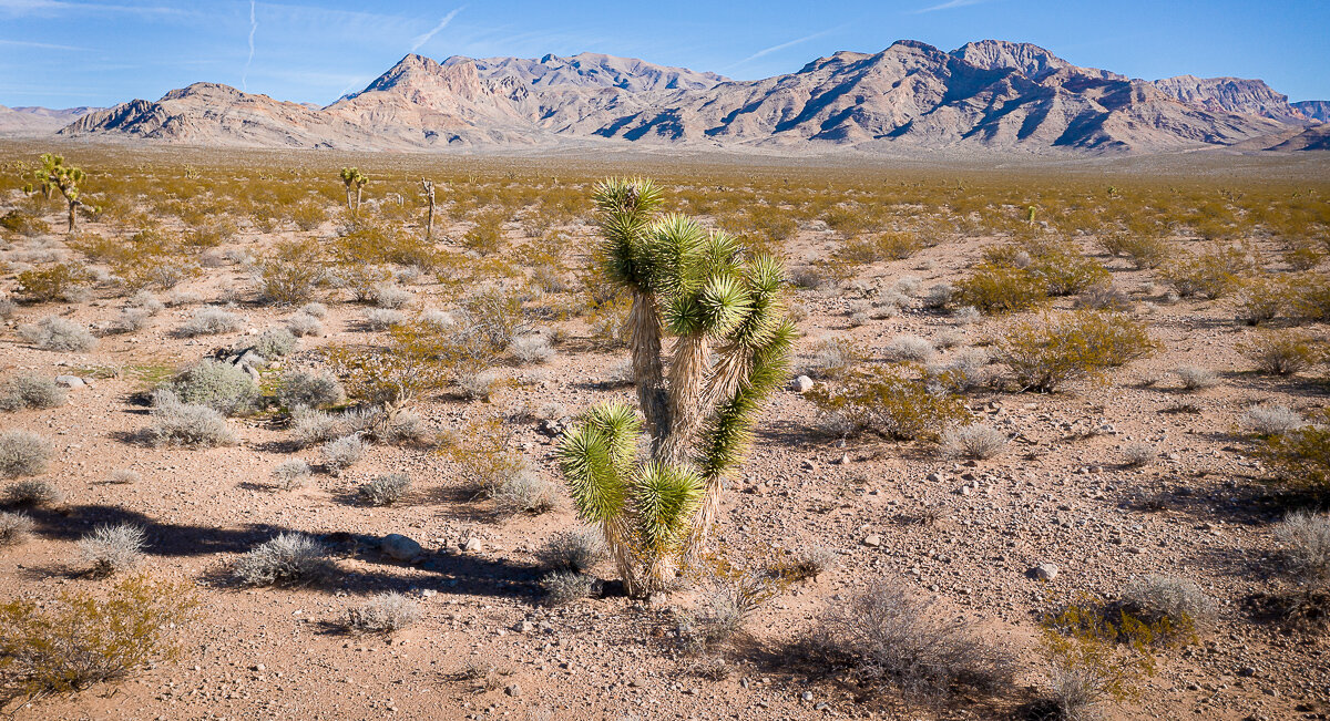 Joshua Tree National Natural Landmark — TrailDog Artisans Photography ...