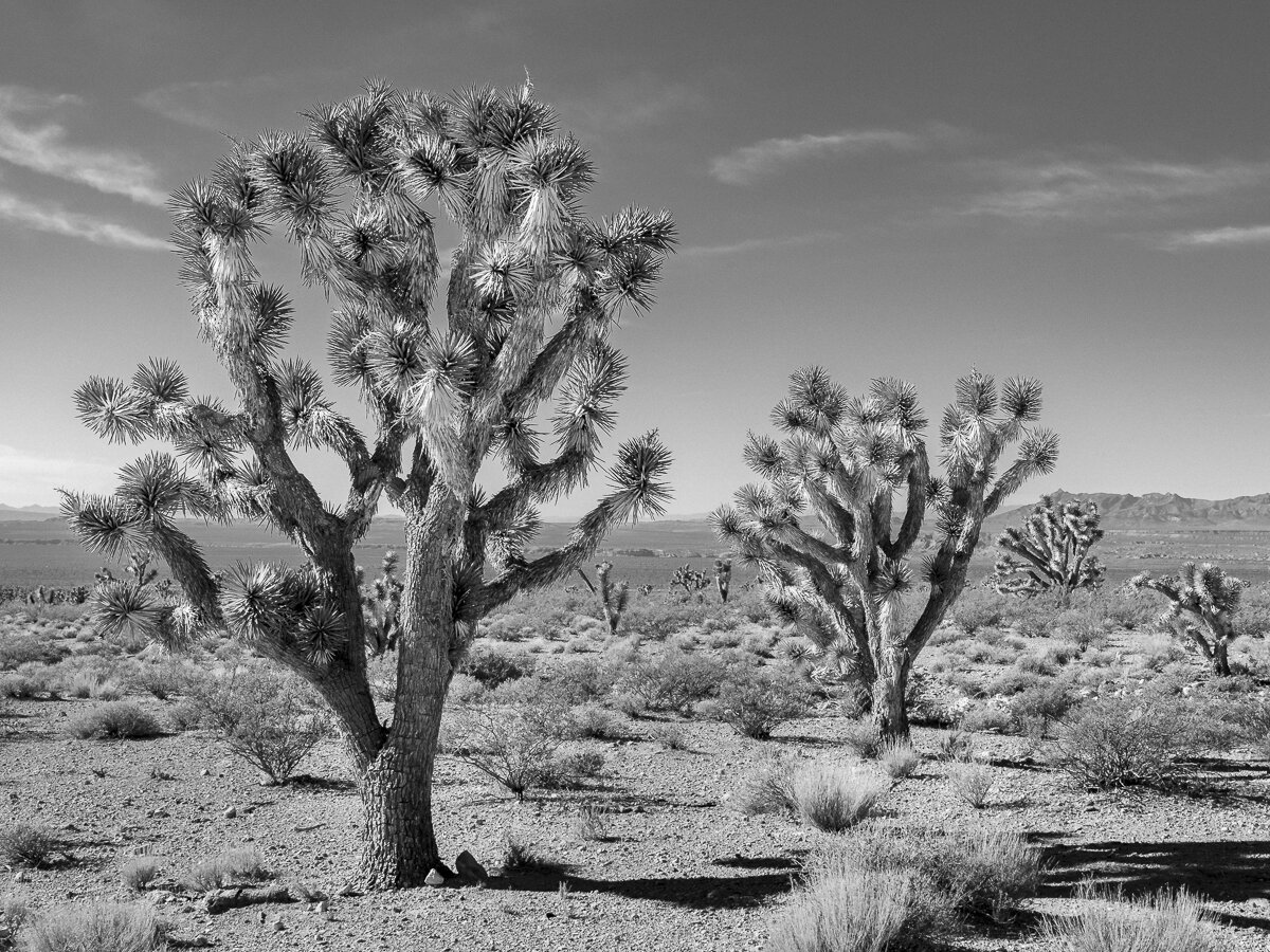 Joshua Tree National Natural Landmark — TrailDog Artisans Photography ...