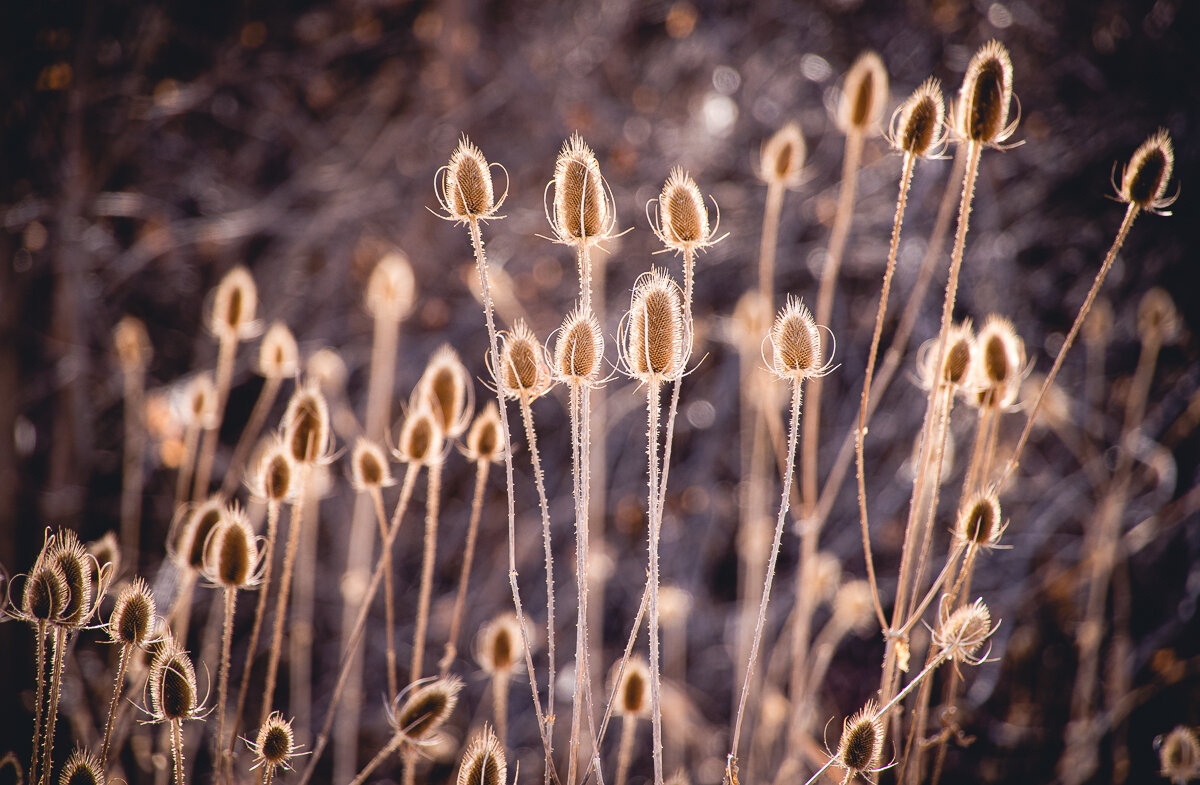 Nature Fine Art Photography Gallery — TrailDog Artisans Photography ...