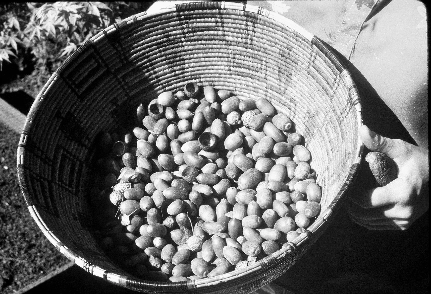 Acorns — MIGHTY WILD