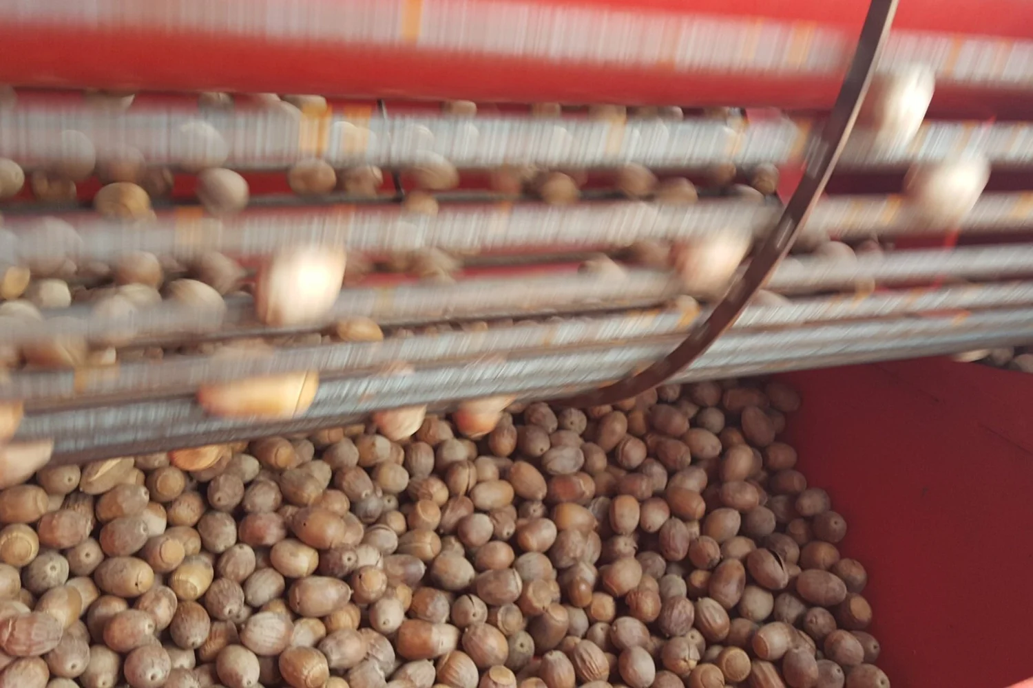 How to Make Acorn Flour — MIGHTY WILD