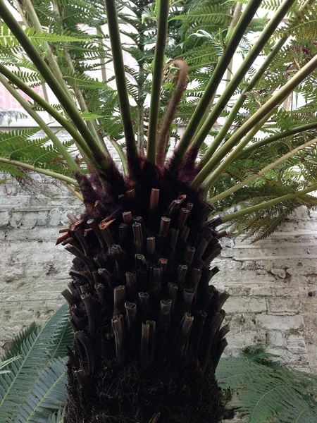 Chelsea Physic Garden - a hidden gem — Angela Bunt Creative