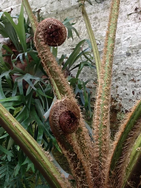 Chelsea Physic Garden - a hidden gem — Angela Bunt Creative