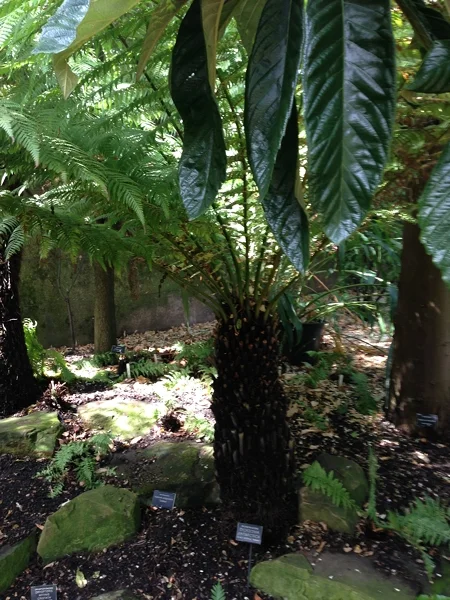 Chelsea Physic Garden - a hidden gem — Angela Bunt Creative