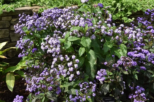 Chelsea Physic Garden - a hidden gem — Angela Bunt Creative