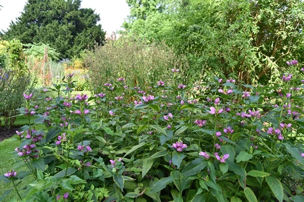 Chelsea Physic Garden - a hidden gem — Angela Bunt Creative