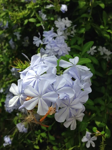 Chelsea Physic Garden - a hidden gem — Angela Bunt Creative