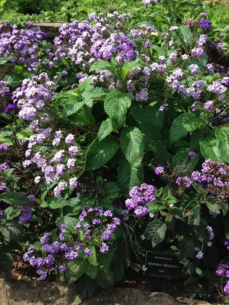 Chelsea Physic Garden - a hidden gem — Angela Bunt Creative