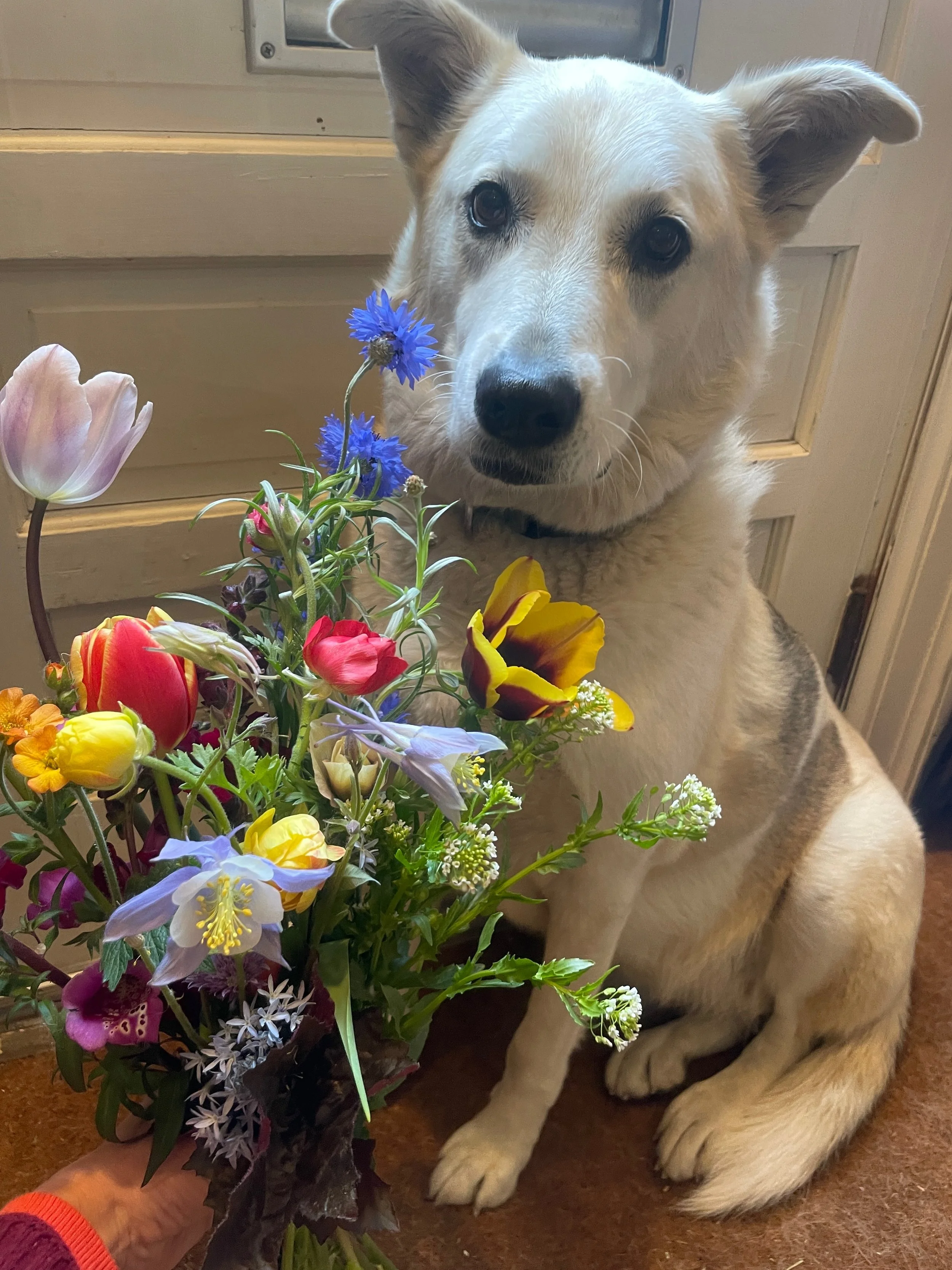 Shop — FLOWER SCOUT