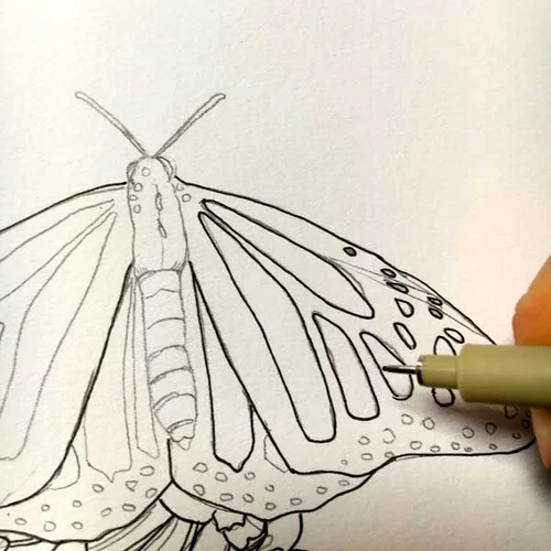 HOW TO DRAW AND PAINT A BUTTERFLY: STEP BY STEP — Pam Ash Designs