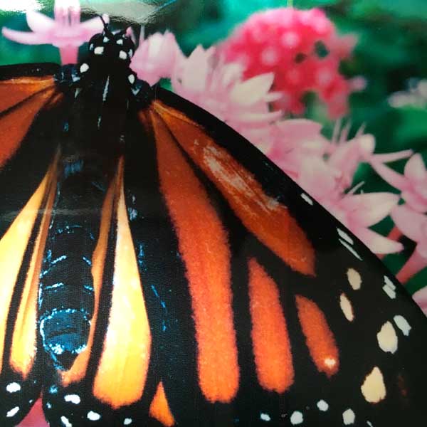 HOW TO DRAW AND PAINT A BUTTERFLY: STEP BY STEP — Pam Ash Designs