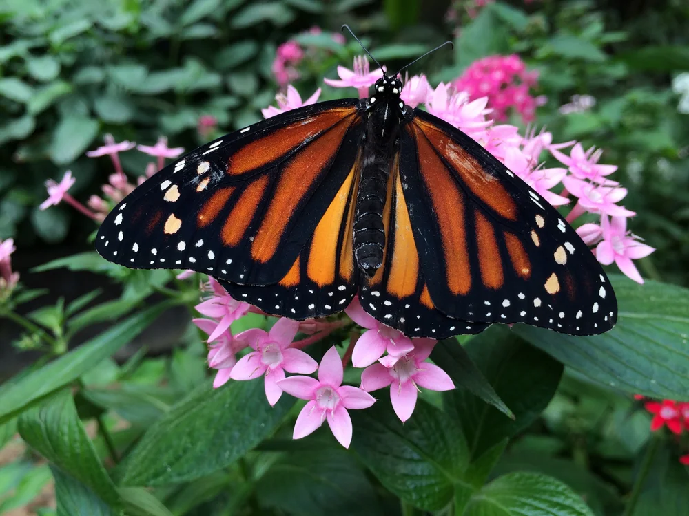 HOW TO DRAW AND PAINT A BUTTERFLY: STEP BY STEP — Pam Ash Designs