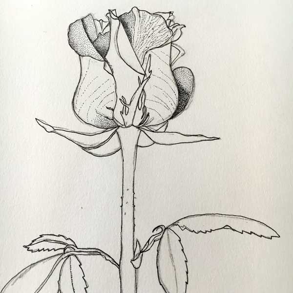 ILLUSTRATING A ROSE — Pam Ash Designs