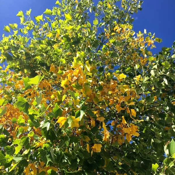 SIX WAYS TO USE NATURE AS YOUR INSPIRATION: LET NATURE BE YOUR MUSE ...