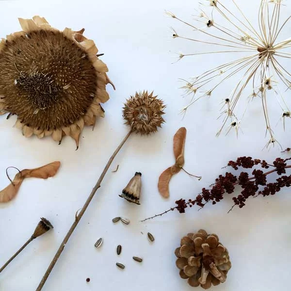 SIX WAYS TO USE NATURE AS YOUR INSPIRATION: LET NATURE BE YOUR MUSE ...