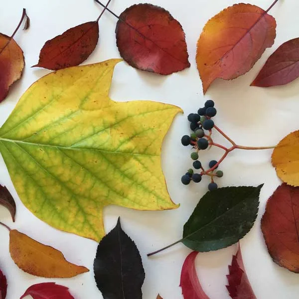 SIX WAYS TO USE NATURE AS YOUR INSPIRATION: LET NATURE BE YOUR MUSE ...