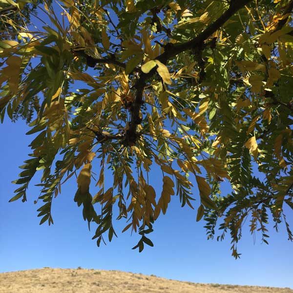 SIX WAYS TO USE NATURE AS YOUR INSPIRATION: LET NATURE BE YOUR MUSE ...