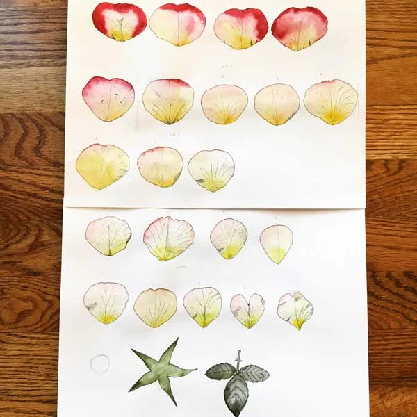 HOW TO MAKE A PAPER ROSE: FREE PRINTABLE INCLUDED! — Pam Ash Designs