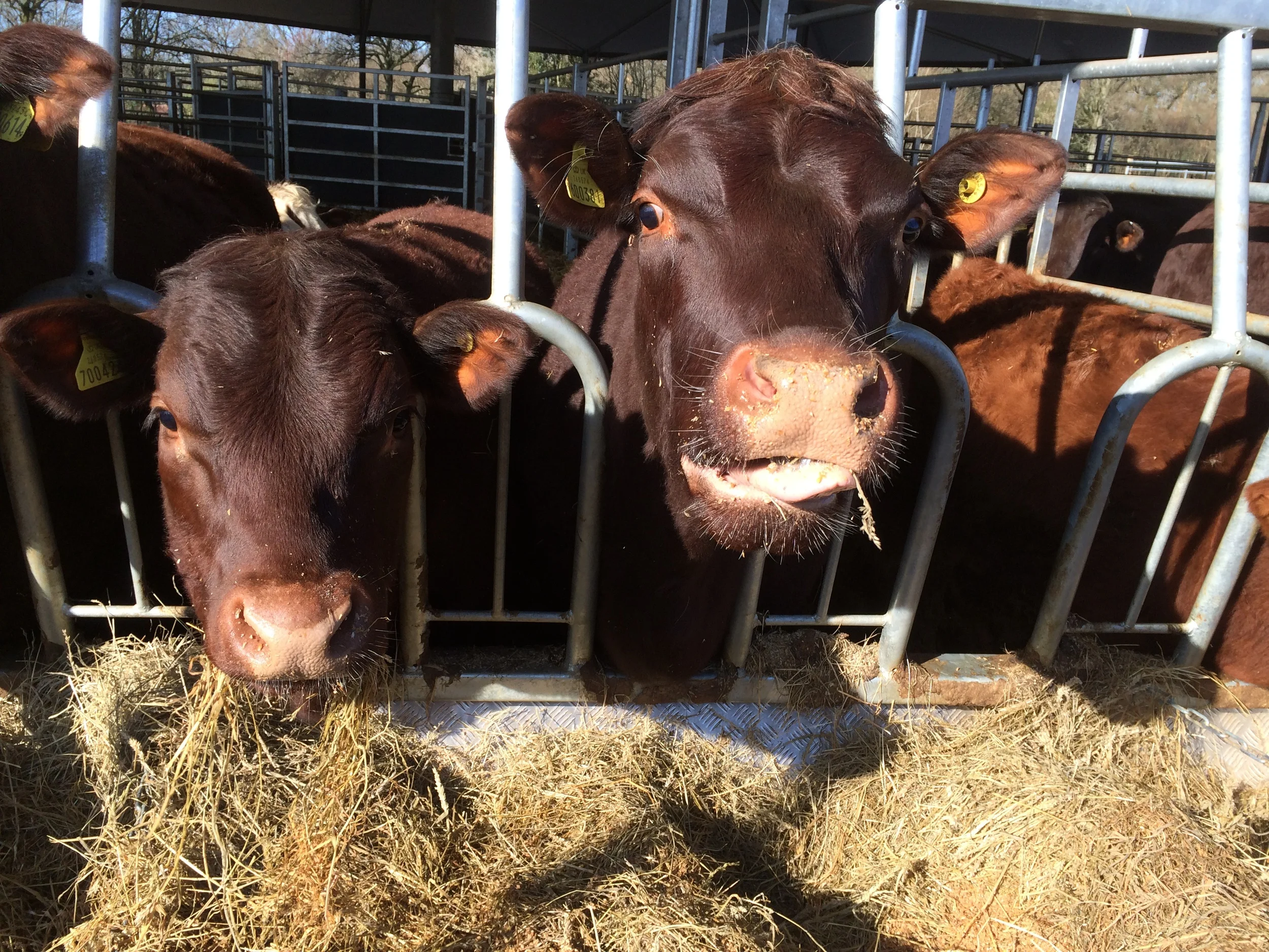 Gallery — Trenchmore Farm