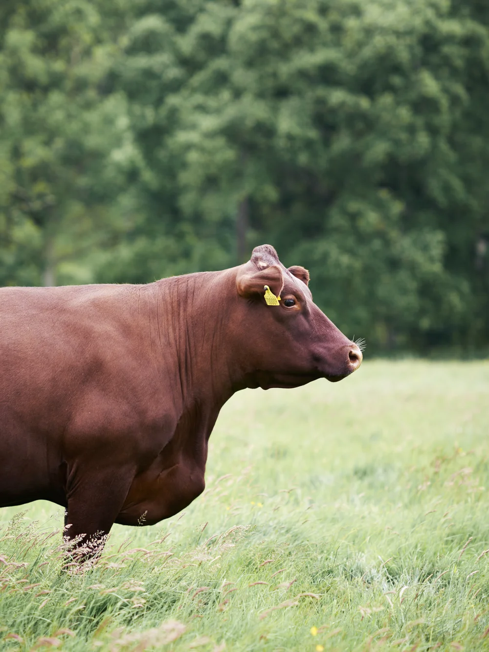 Sussex Wagyu grass-fed suckler beef — Trenchmore Farm