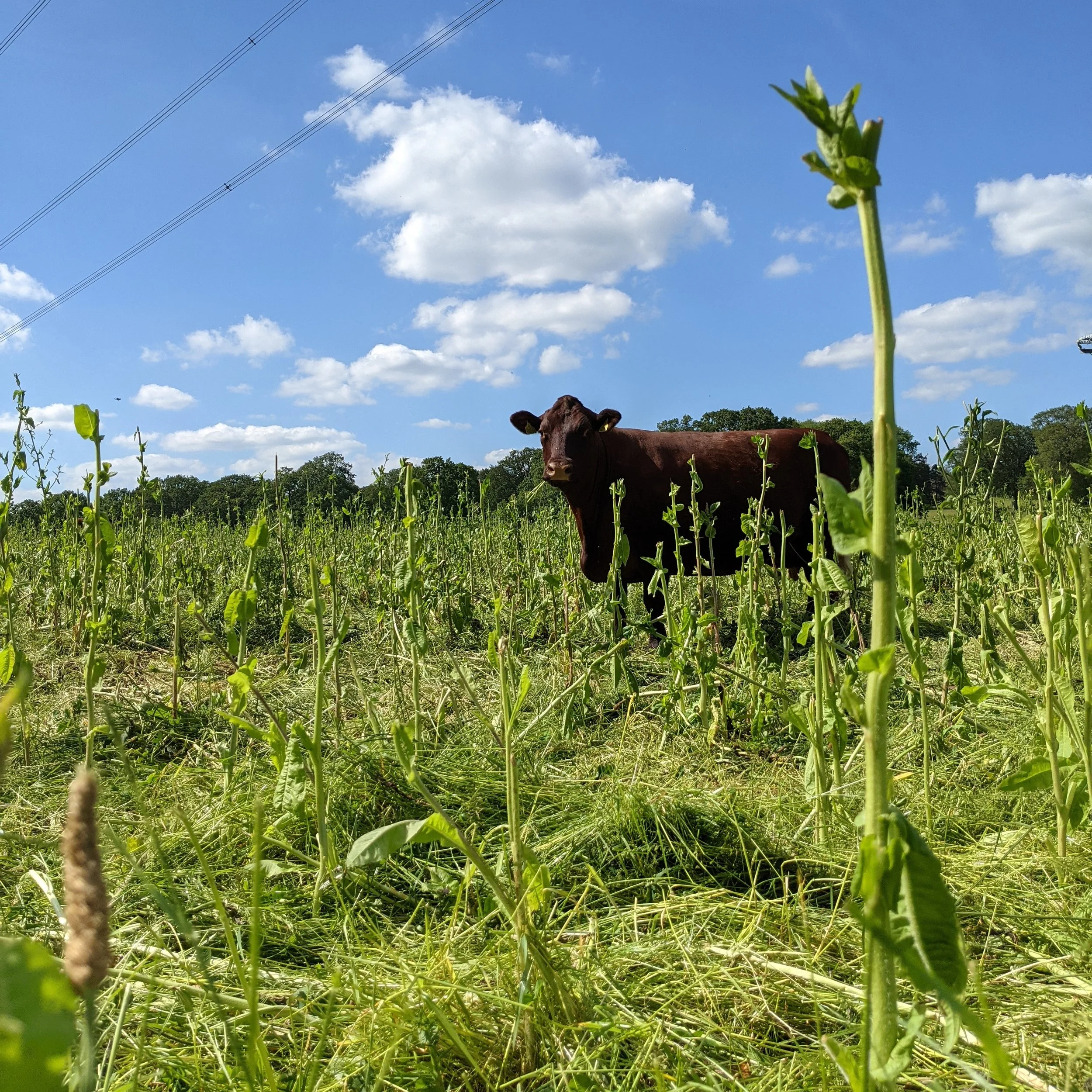 Events — Trenchmore Farm