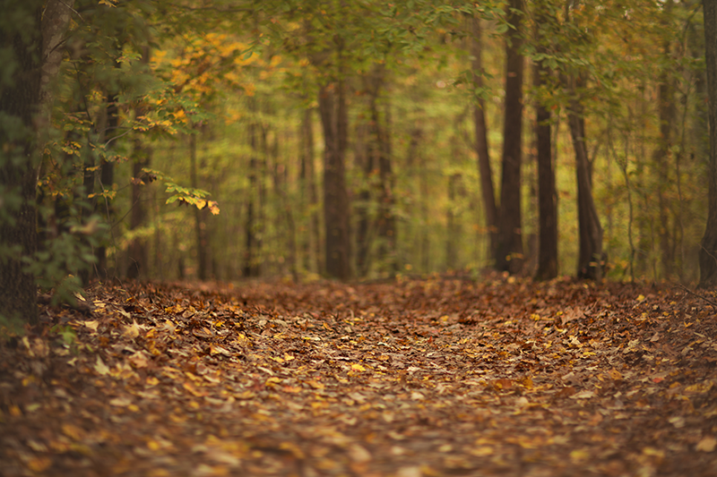 KCC Harvest/Fall Lovers Digital Backgrounds/Backdrops — KCC Photoshop ...