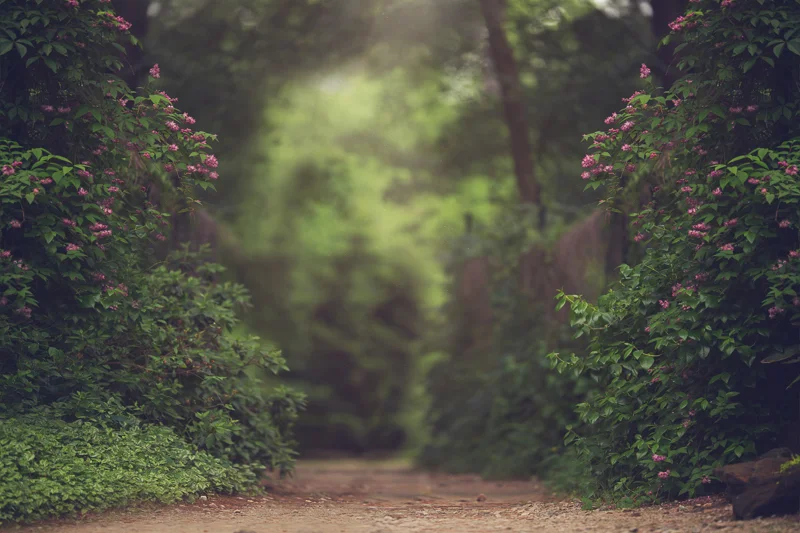 Digital Photo Backgrounds Free Download