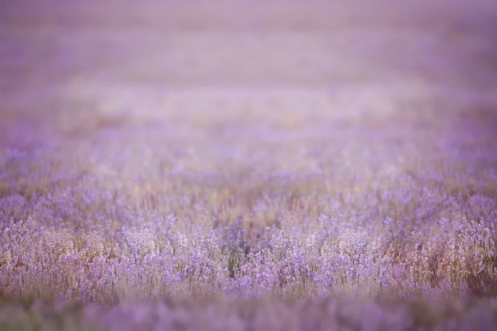 Spring Digital Backgrounds and backdrops — KCC Photoshop Actions