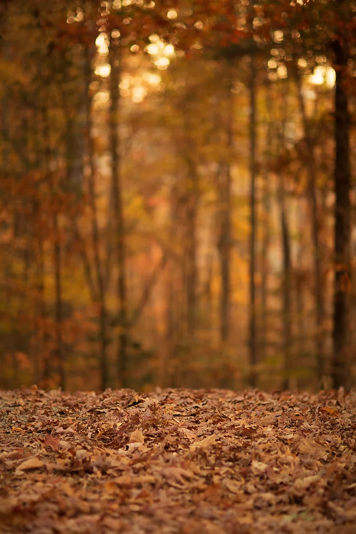 Kcc Fall 2 Digital Backgrounds — Kcc Photoshop Actions