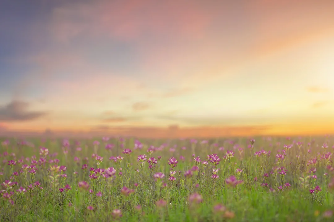 Spring Digital Backgrounds and backdrops — KCC Photoshop Actions