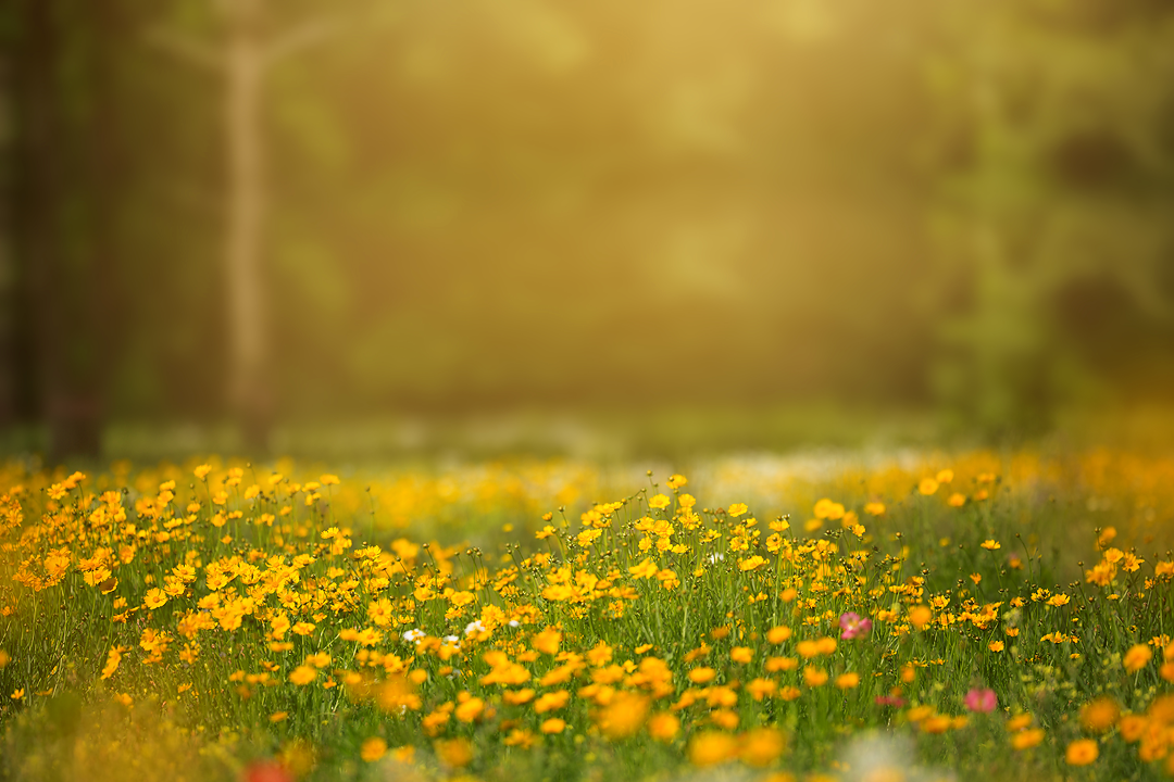 Spring Digital Backgrounds and backdrops — KCC Photoshop Actions