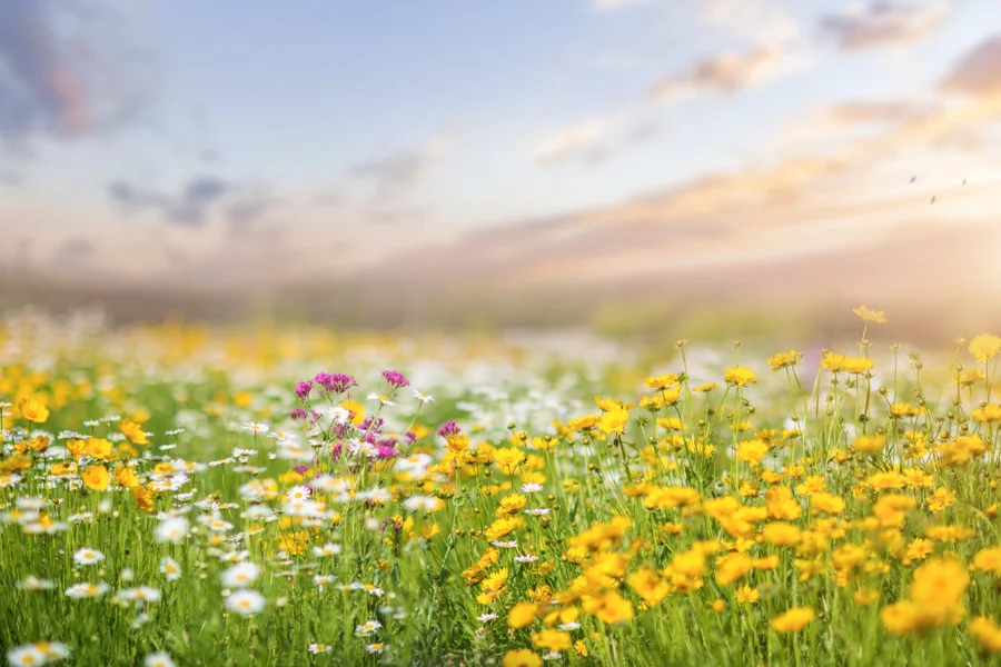 Spring Digital Backgrounds and backdrops — KCC Photoshop Actions