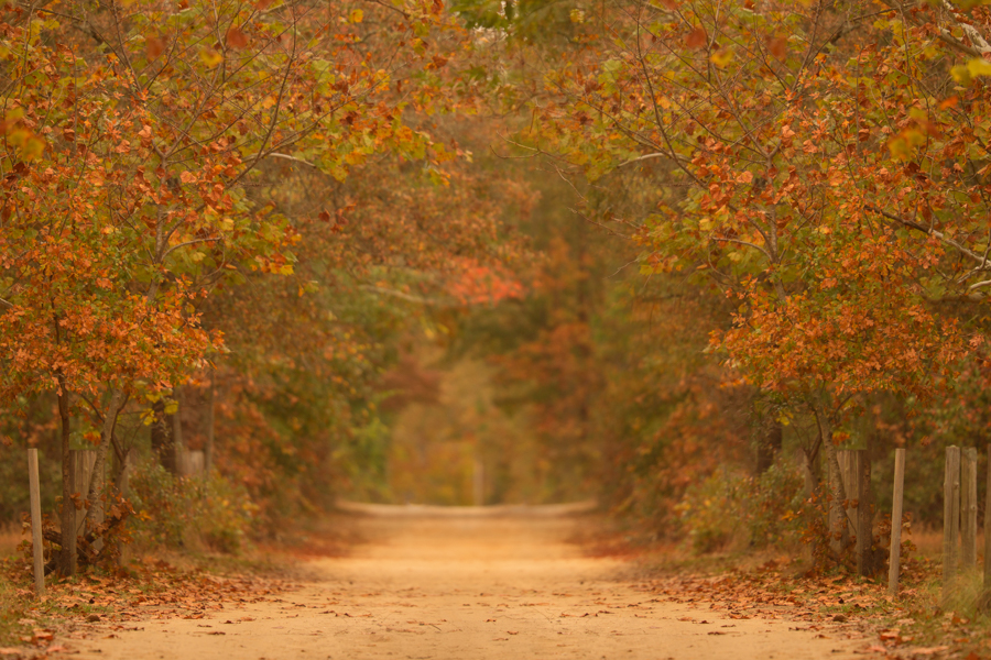 KCC Fall Digital Backgrounds/Backdrops 2017 -1 — KCC Photoshop Actions