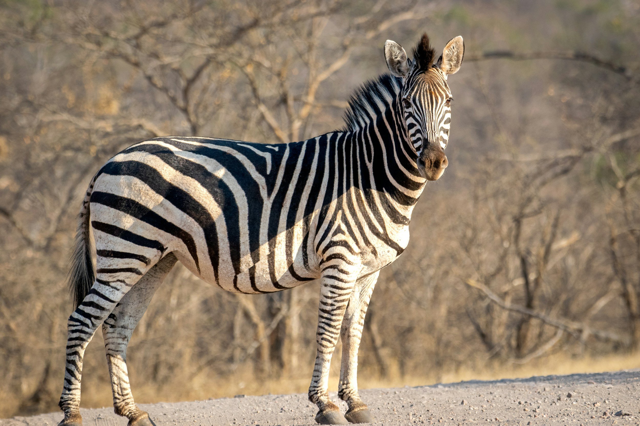 Zimbabwe Travel Guide — MILK + HONEY TRAVELS