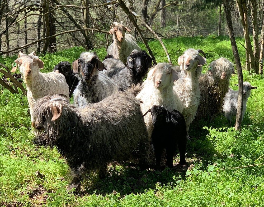 Colored Angora Goats