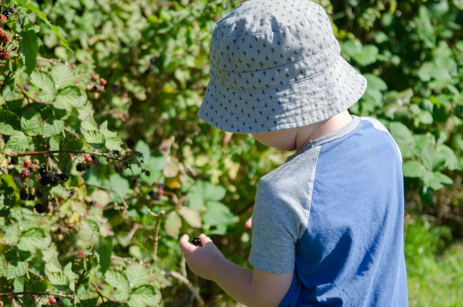 Tea from the Hedgerow — Welton Free Rangers - Forest School Nursery
