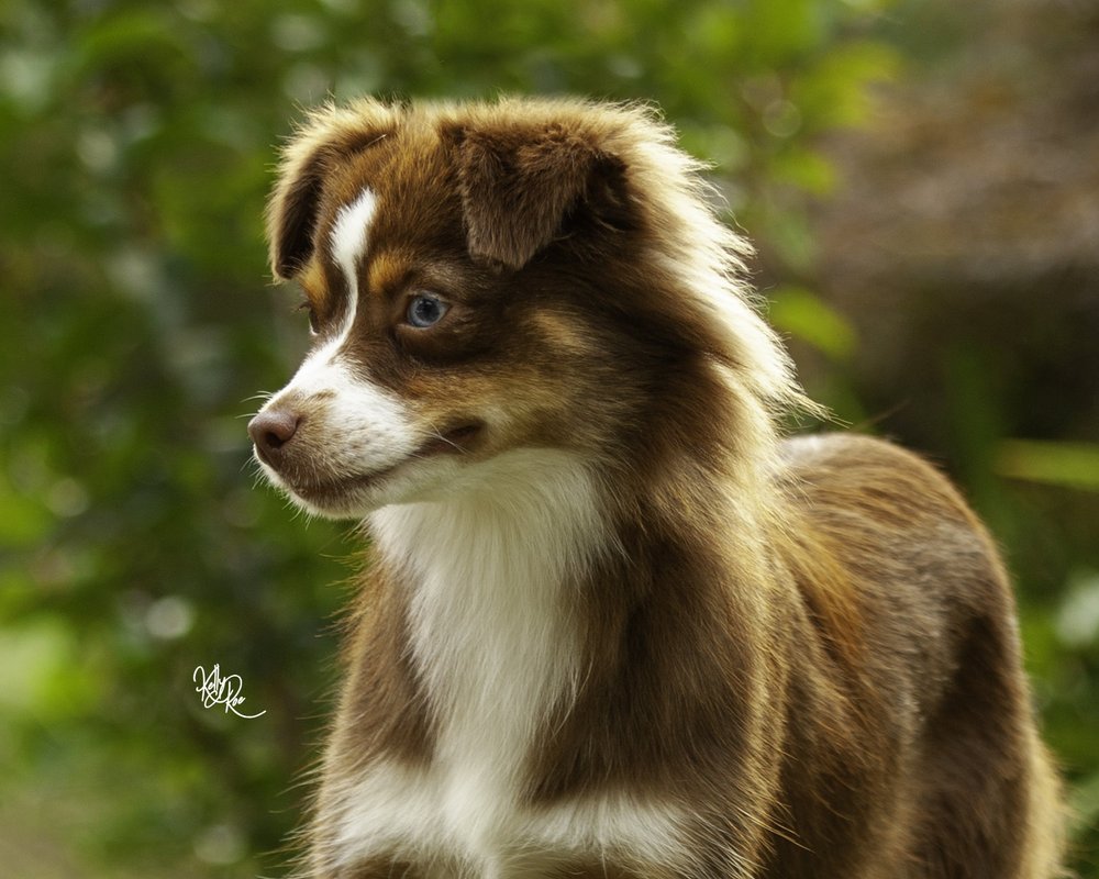 Australian Shepherd Brown Tri