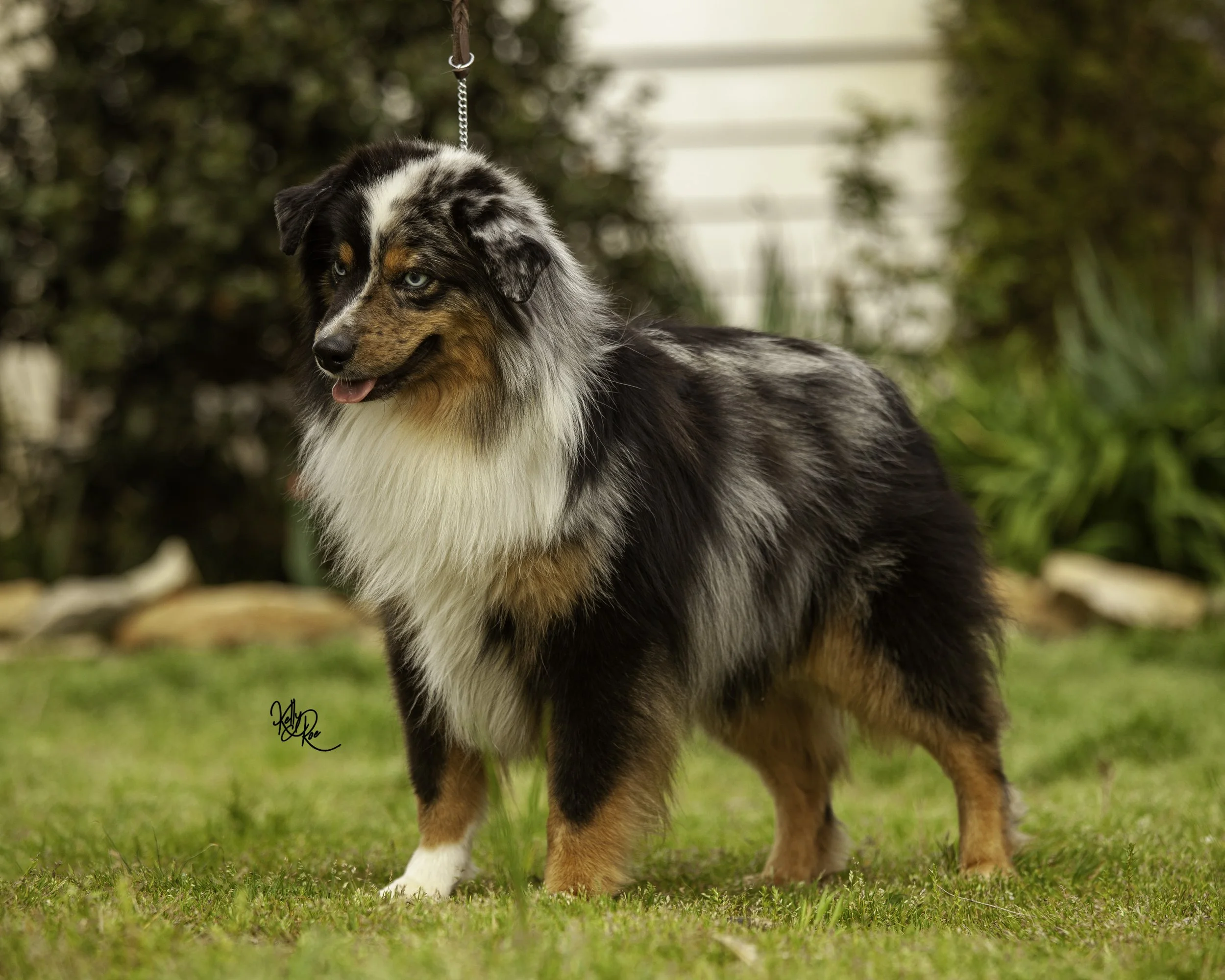 Blue Merle Toy Australian Shepherd