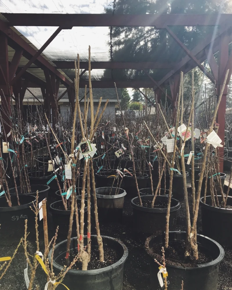 Bareroot Fruit Tree Guides Van Winden S