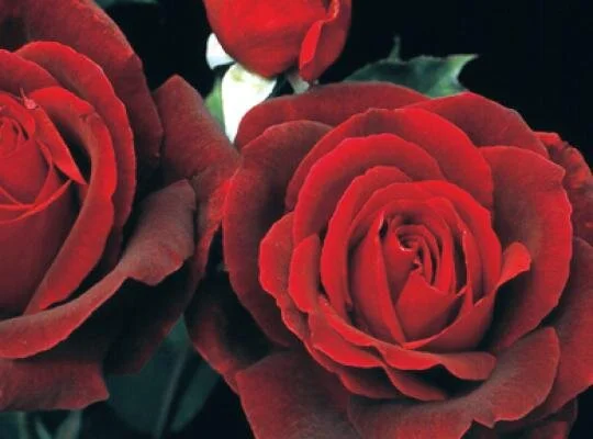 36" Tree Roses — Van Winden's