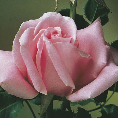 36" Tree Roses — Van Winden's