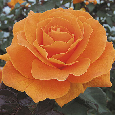 36" Tree Roses — Van Winden's