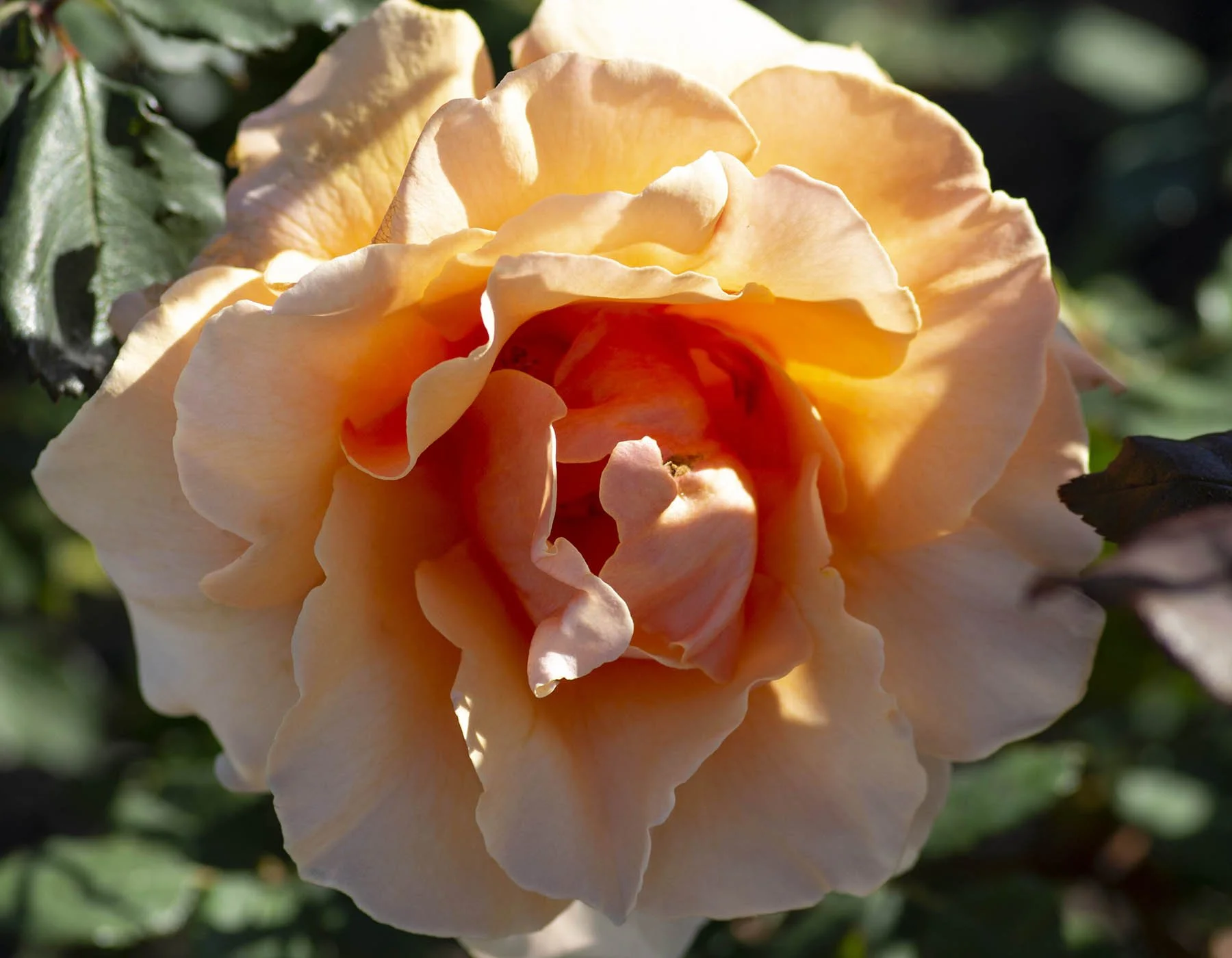 36" Tree Roses — Van Winden's