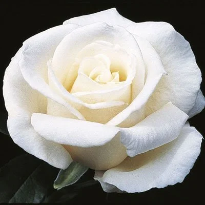 36" Tree Roses — Van Winden's