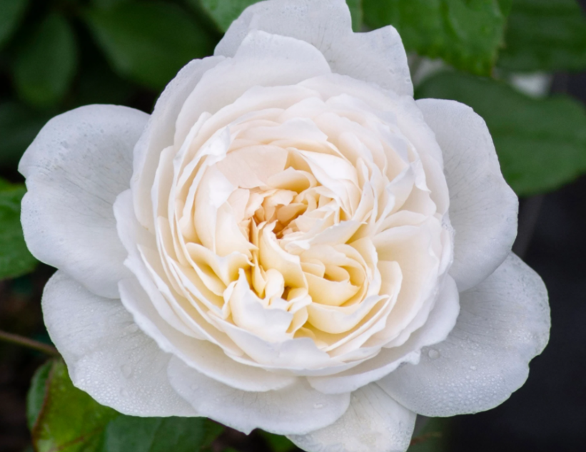 Bush Roses — Van Winden's