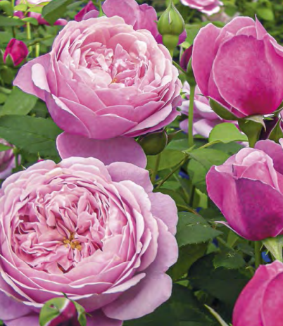 Bush Roses — Van Winden's